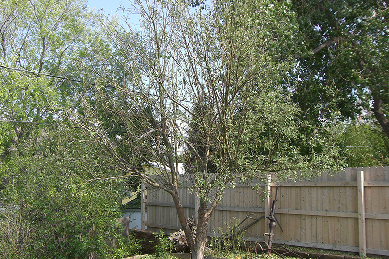 Hurricane Sherri – Sorry about my ass